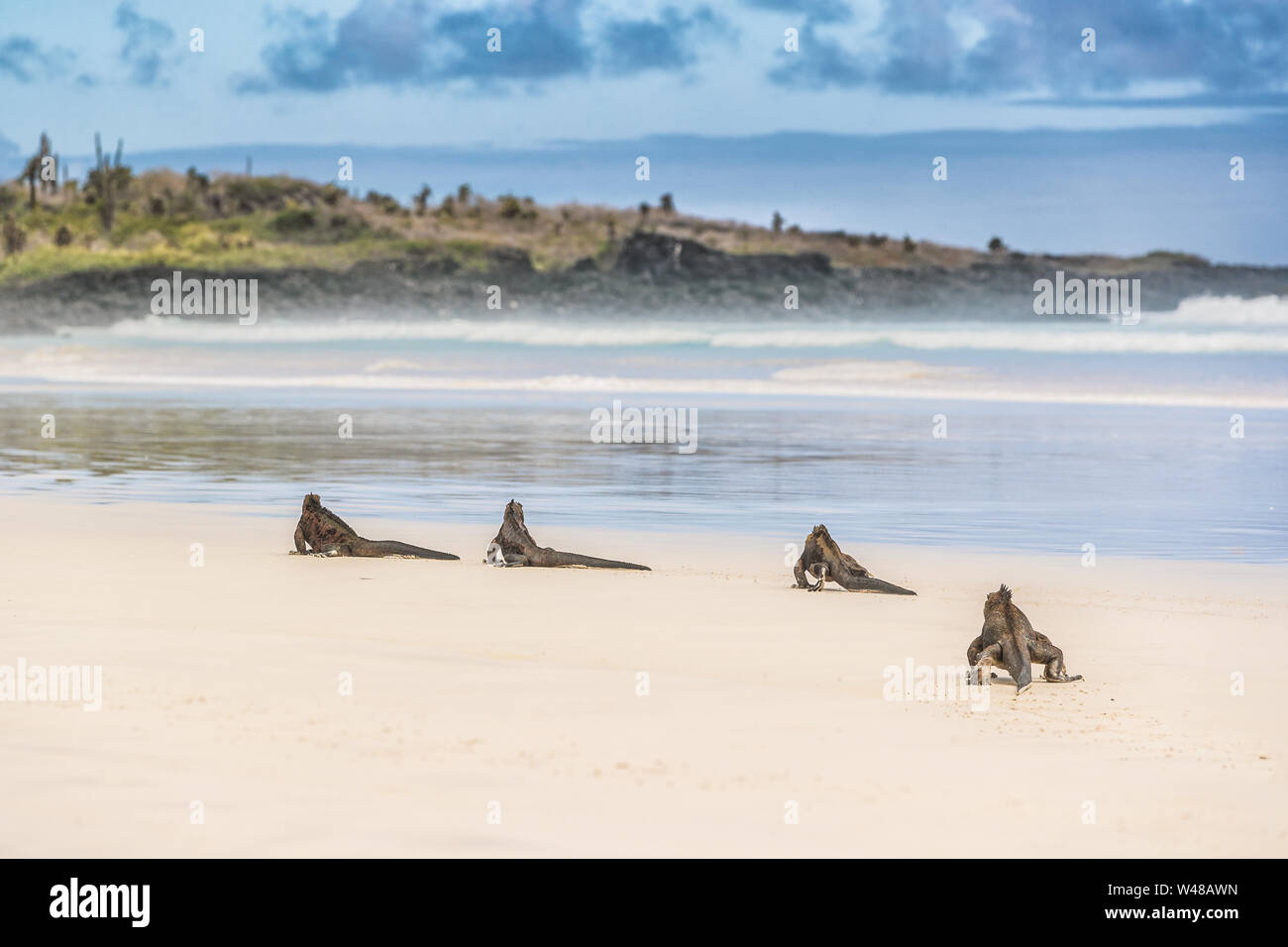 Galapagos Marine Iguana walking on Tortuga bay. Many Marine iguanas on ...