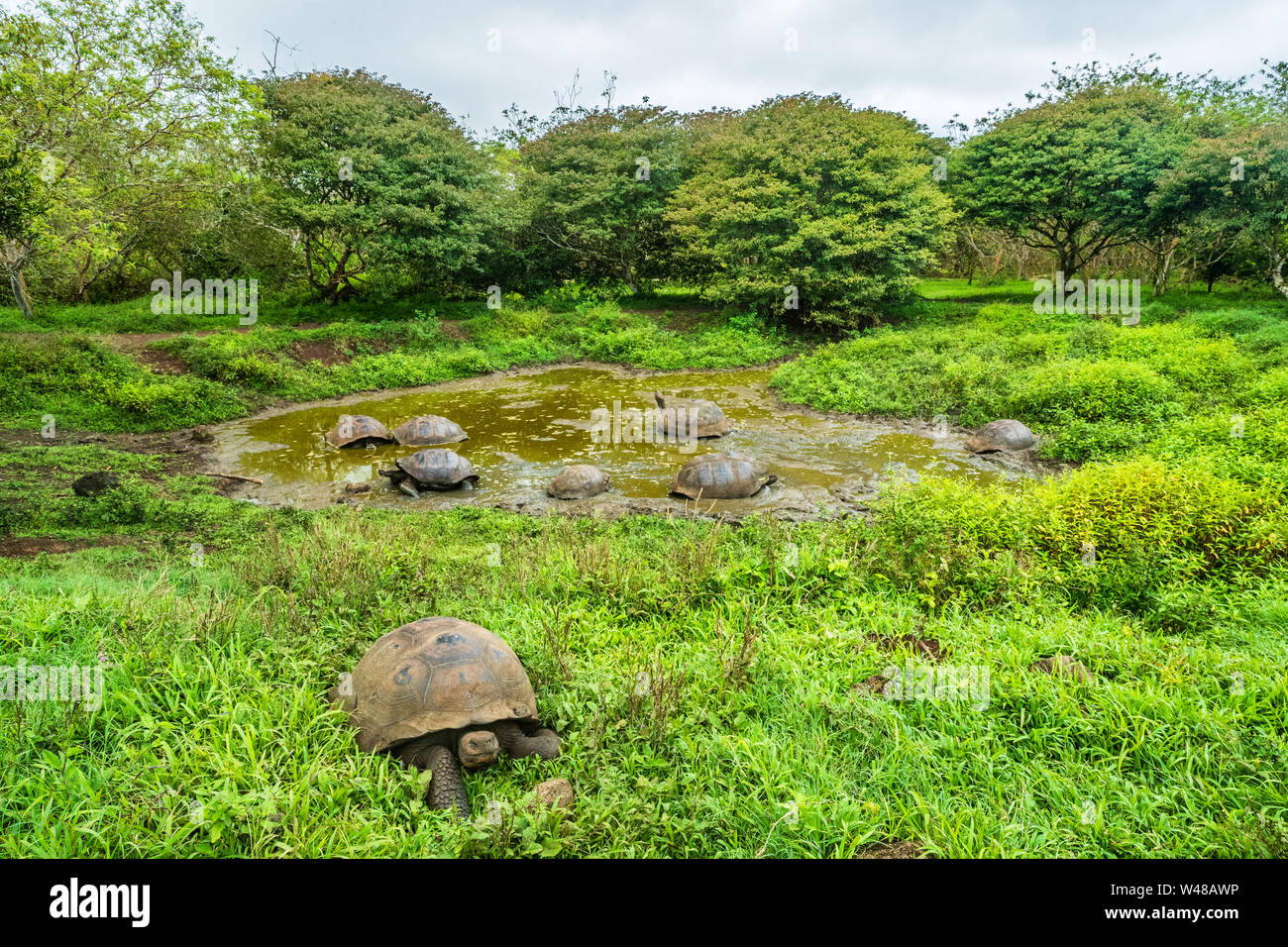 Galapagos Giant Tortoise on Santa Cruz Island in Galapagos Islands ...
