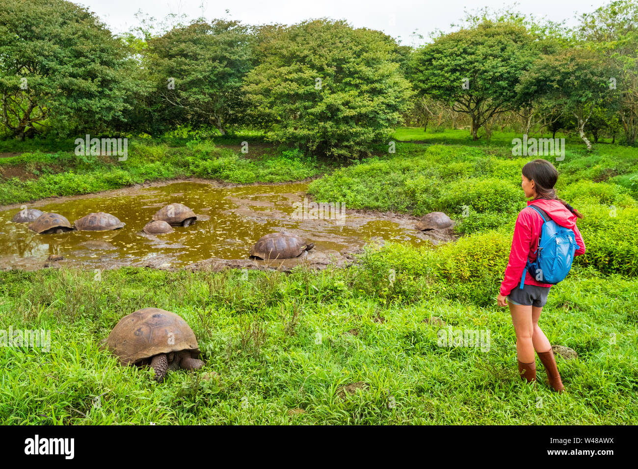 Galapagos Giant Tortoise on Santa Cruz Island in Galapagos Islands ...