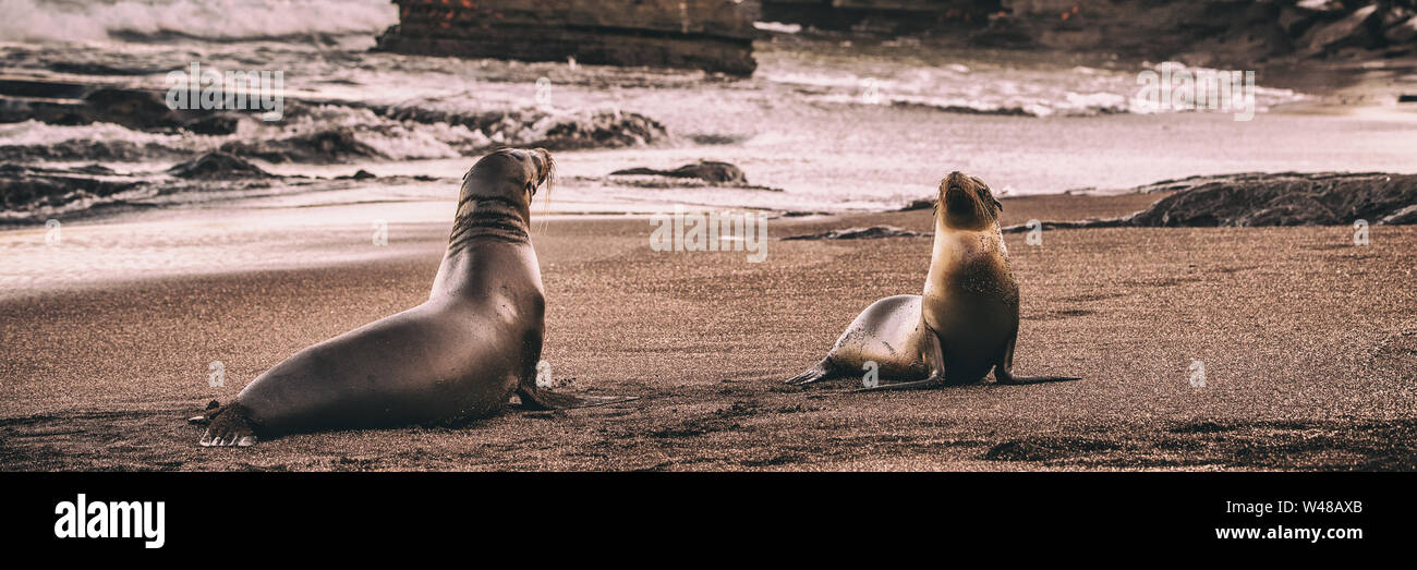 Galapagos Sea Lions on Galapagos Islands. Sea lion nature banner at ...