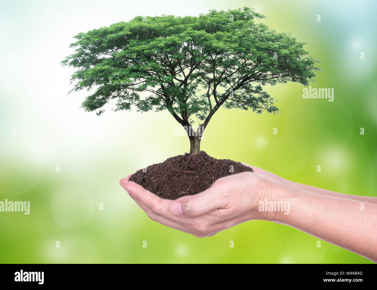 Hands holding money tree earth hi-res stock photography and images - Alamy