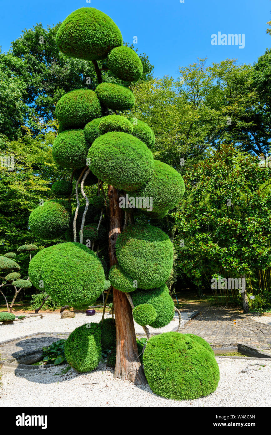 An original trimmed tree in a park stylized as a "Japanese garden Stock ...