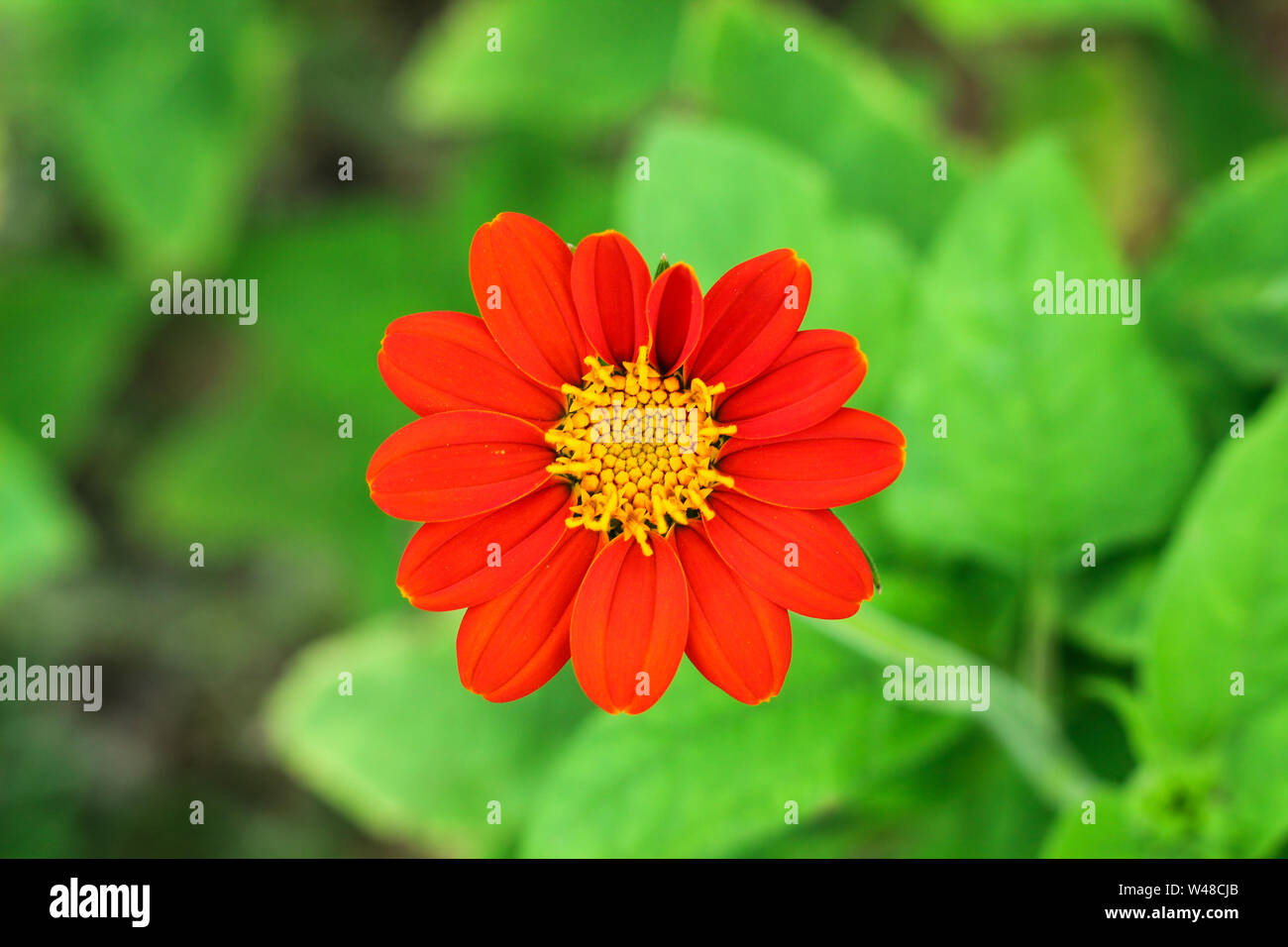 macro close up of red color dalia flower Stock Photo - Alamy