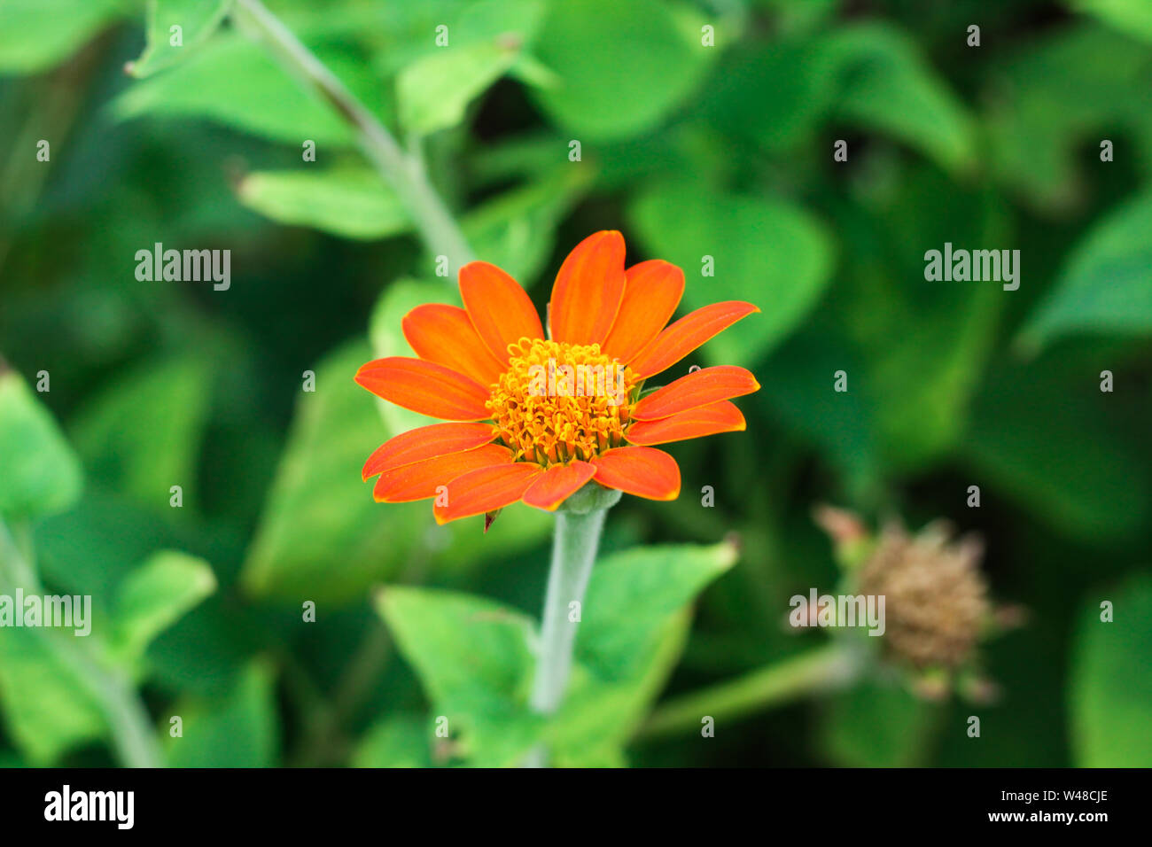 red color dalia flower in a garden Stock Photo - Alamy