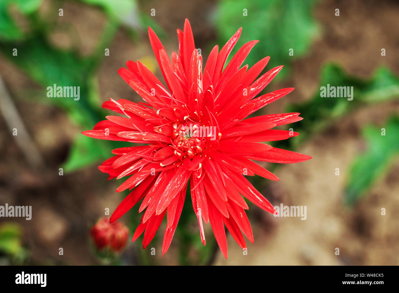 red dalia flower and plant Stock Photo - Alamy