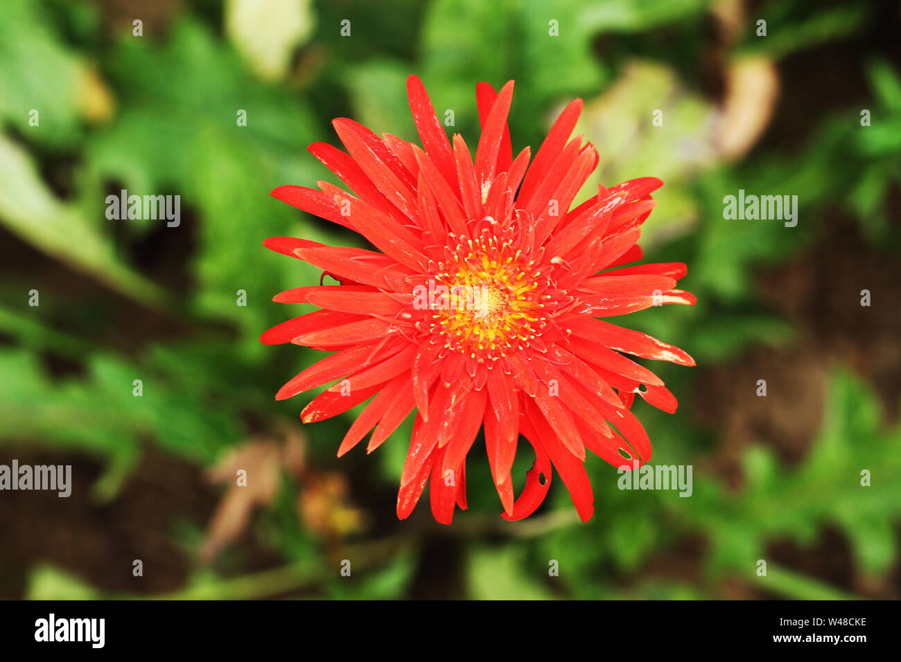 red dalia flower and plant Stock Photo - Alamy