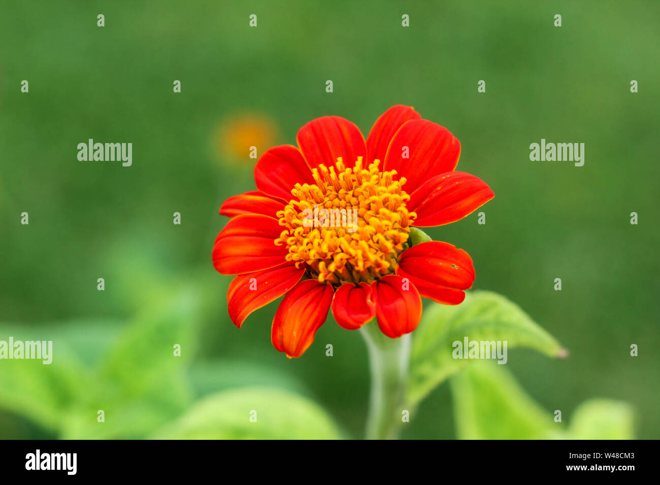 red color flower and plant beautiful nature Stock Photo - Alamy
