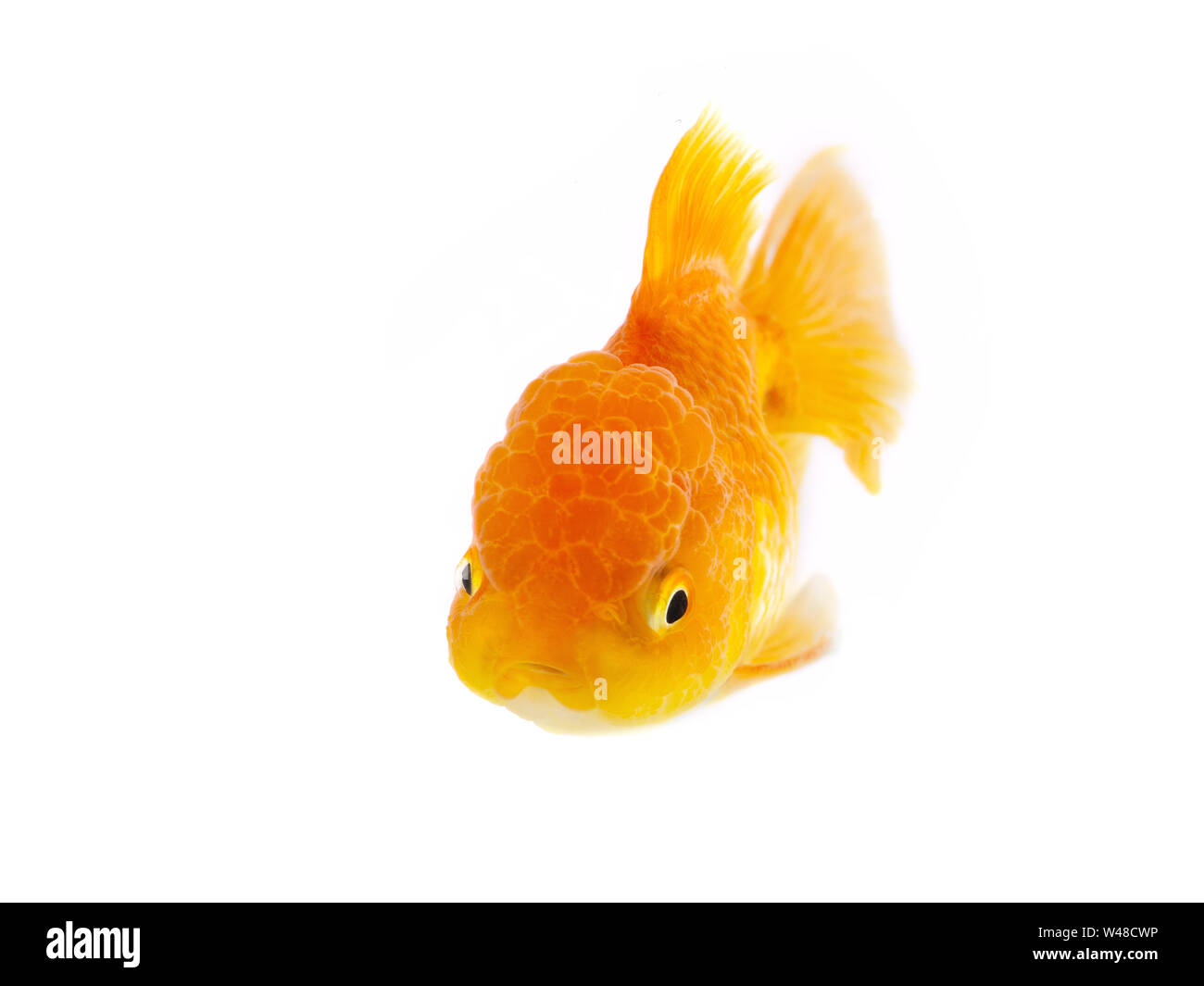 Goldfish swimming on white background ,Gold fish,Decorative aquarium ...