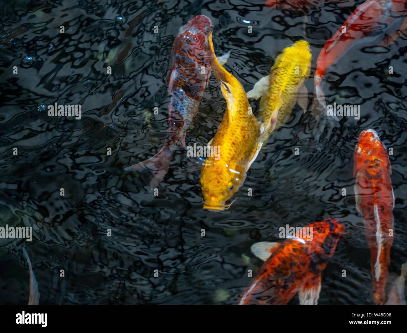Colorful fancy carp fish, koi fish, Fish Japanese swimming (Cyprinus ...