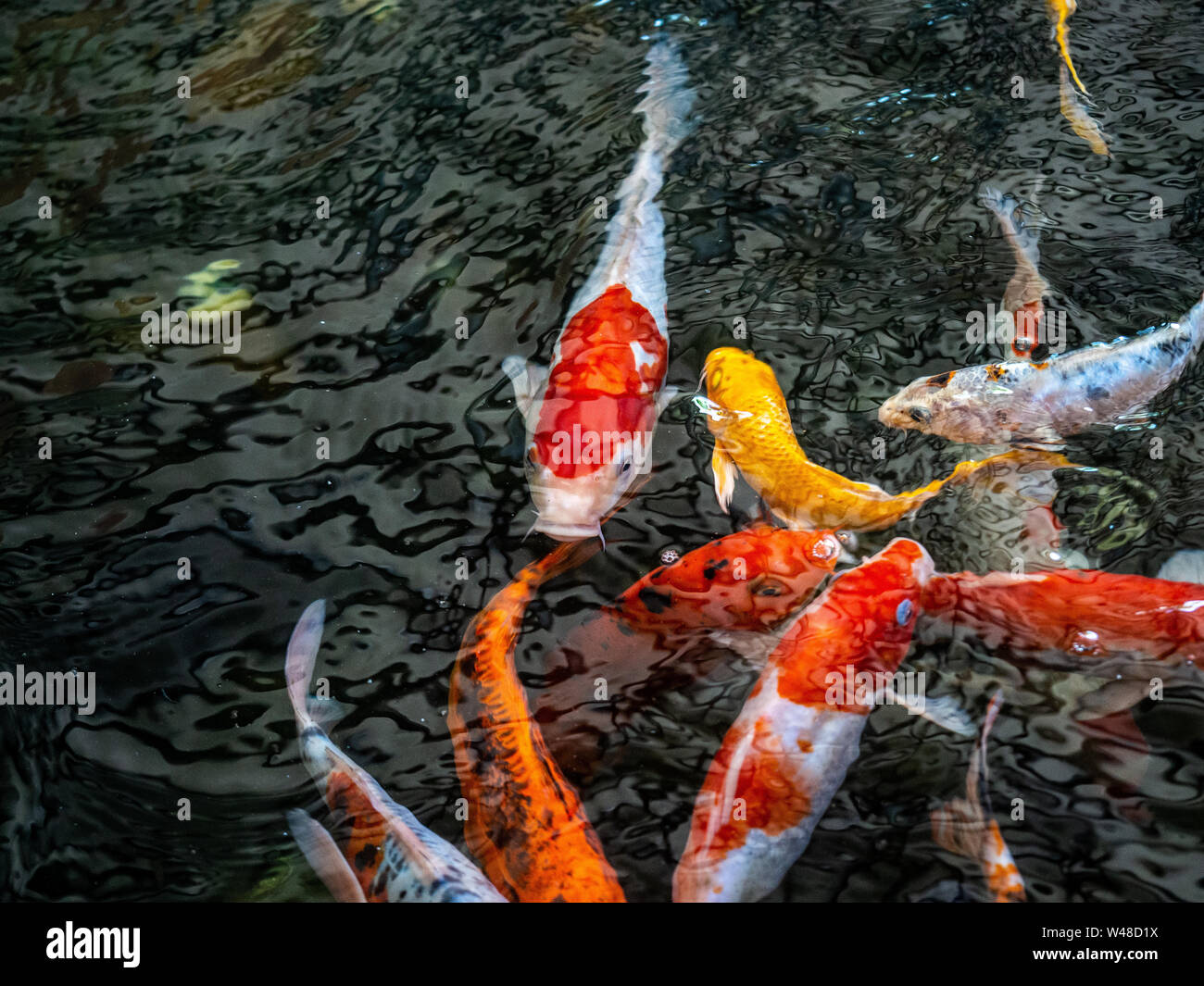 Colorful fancy carp fish, koi fish, Fish Japanese swimming (Cyprinus ...