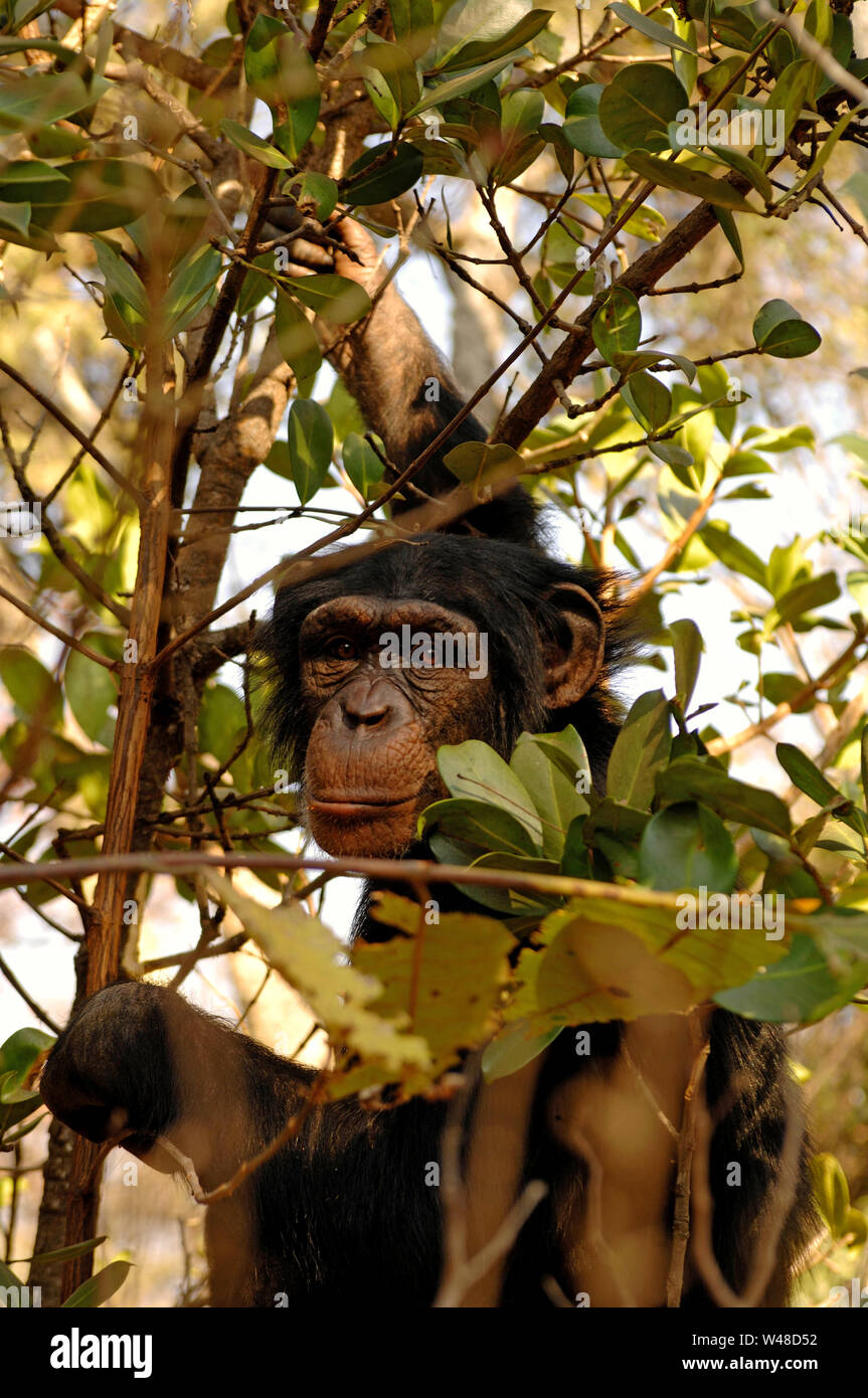 Chimpanzee, Pan troglodytes, Chimfunshi, Zambia Stock Photo - Alamy