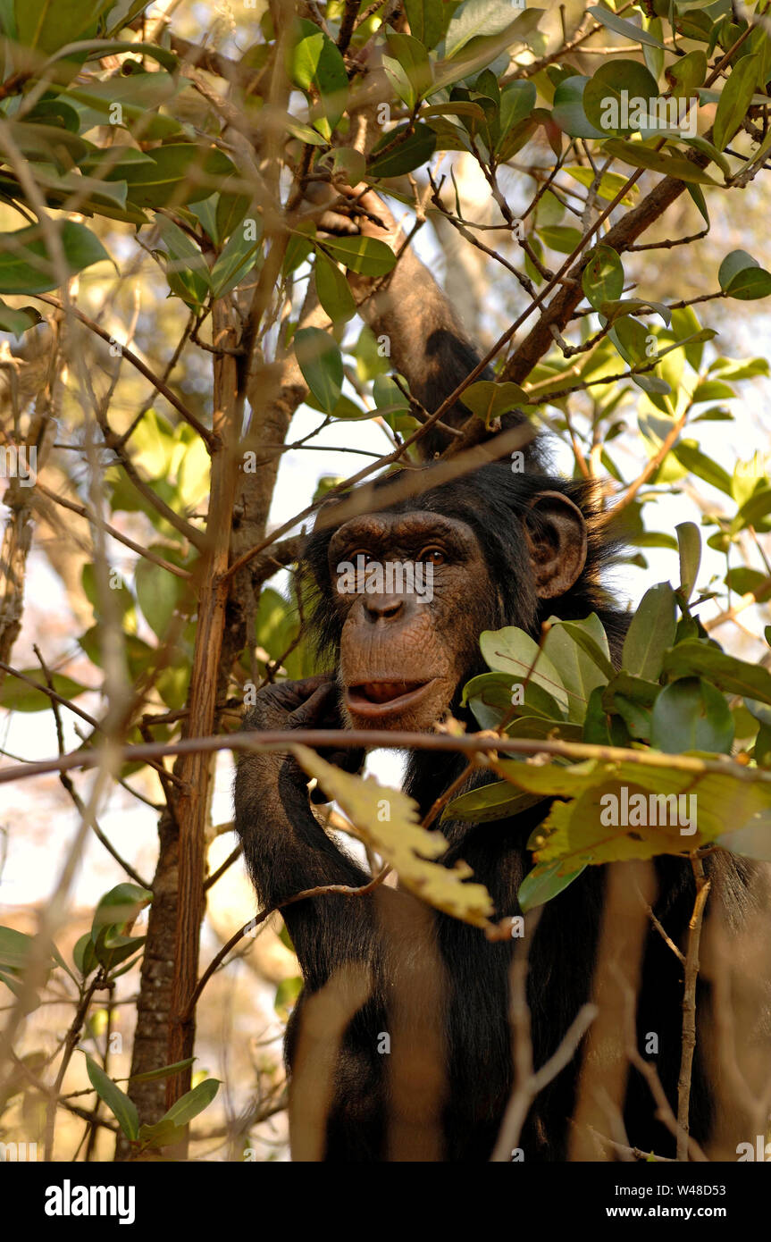 Chimpanzee, Pan troglodytes, Chimfunshi, Zambia Stock Photo - Alamy