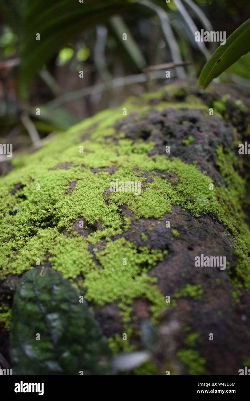 Mossy rock texture hi-res stock photography and images - Alamy