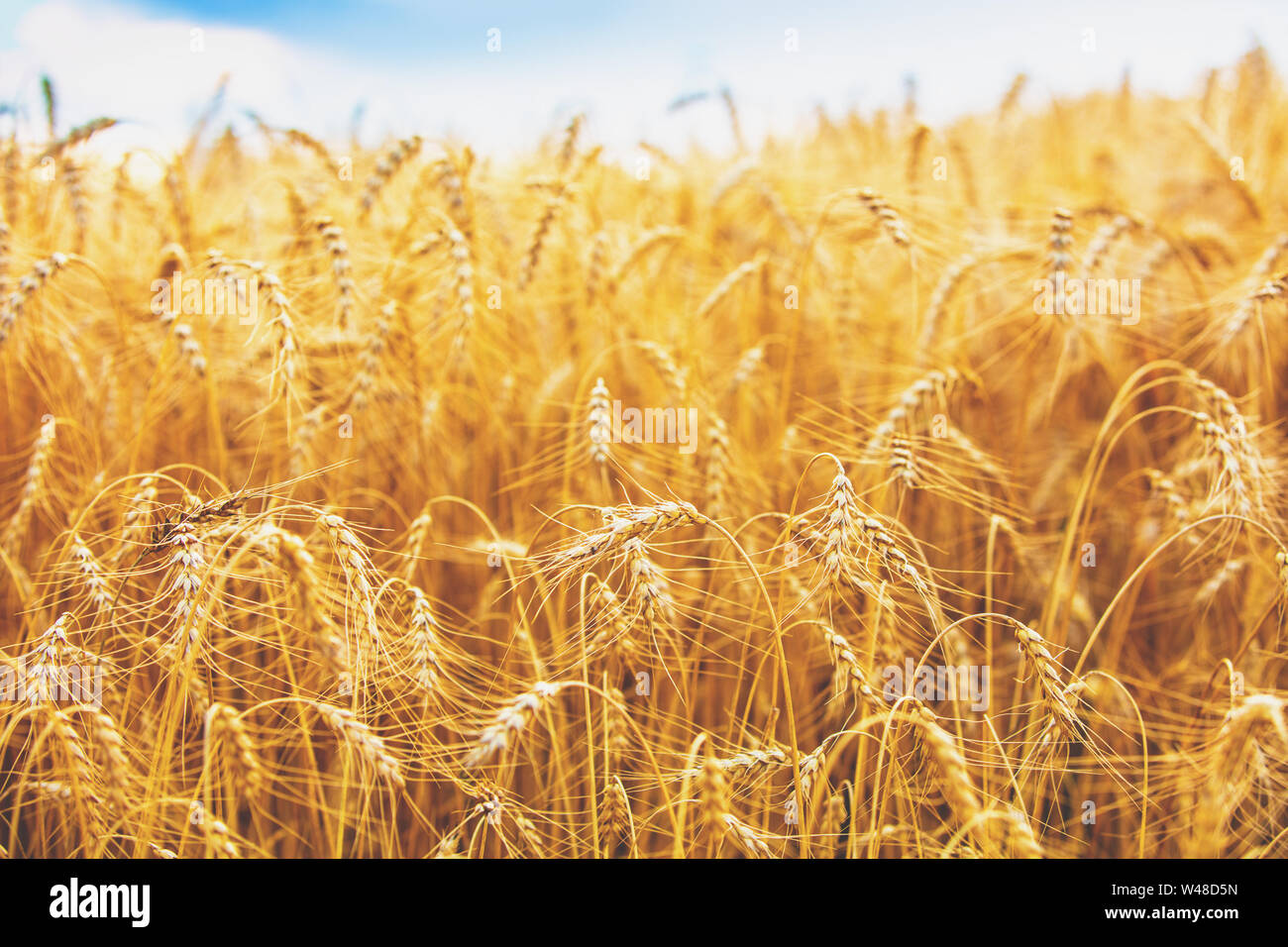 Golden wheat field at sunset. Beautiful nature Stock Photo - Alamy