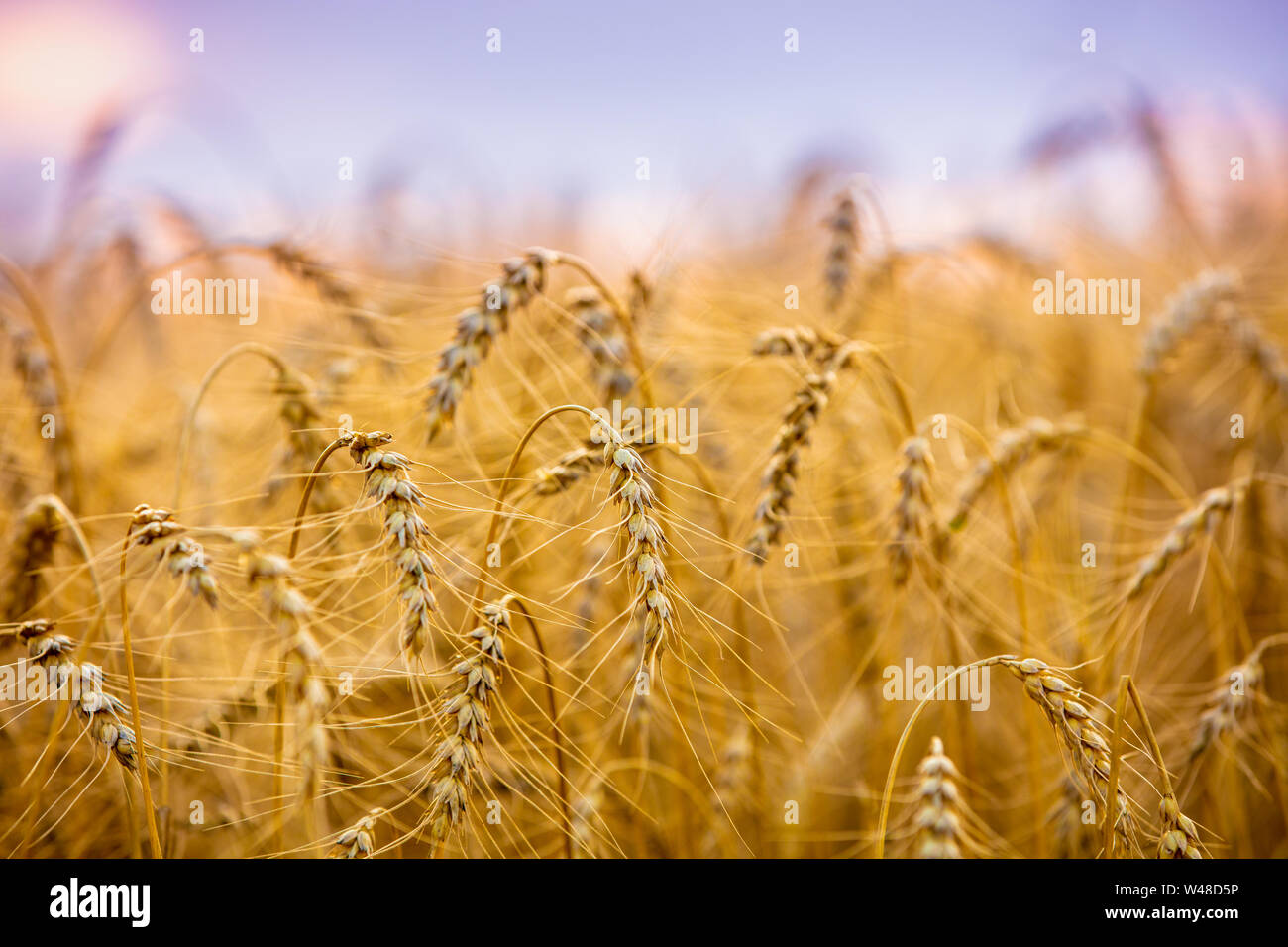 Golden wheat field at sunset. Beautiful nature Stock Photo - Alamy