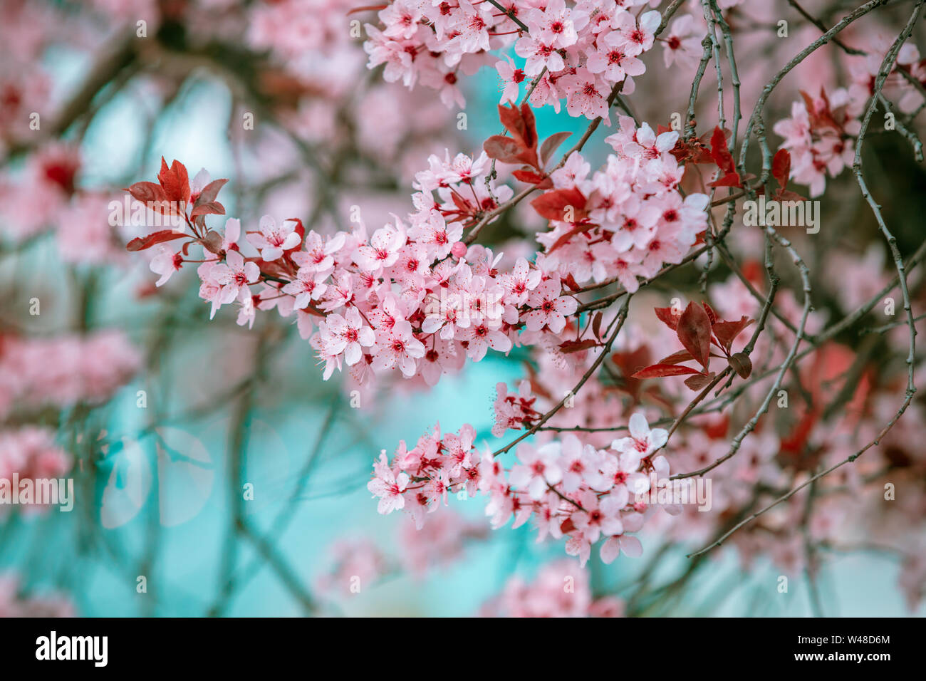 Colorful blooming cherry tree branch. Cherry orchard Stock Photo - Alamy
