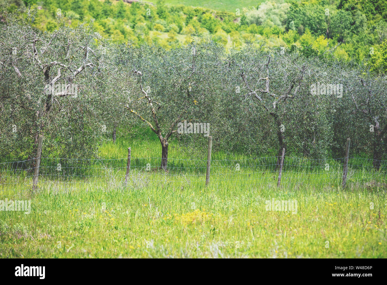 Olive trees plantation hi-res stock photography and images - Alamy