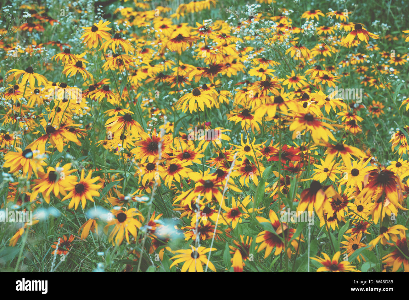 Vintage blooming Rudbeckia hirta (Black-eyed Susan) flowers in the ...
