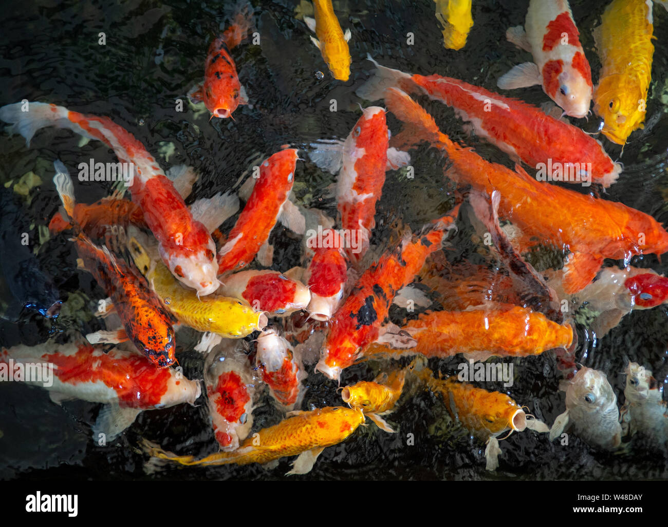 Colorful fancy carp fish, koi fish, Fish Japanese swimming (Cyprinus ...