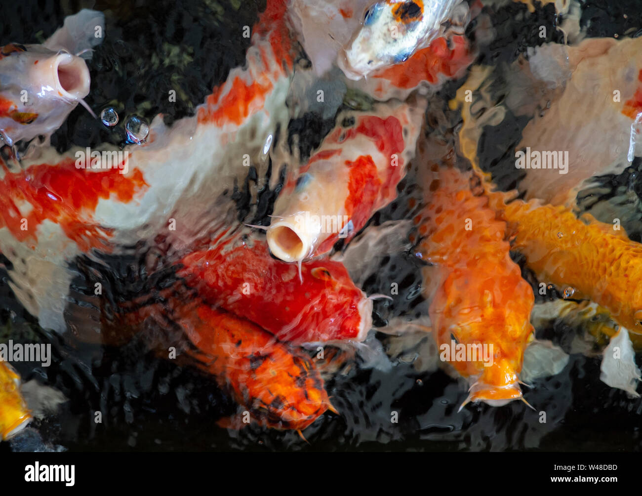 Colorful fancy carp fish, koi fish, Fish Japanese swimming (Cyprinus ...