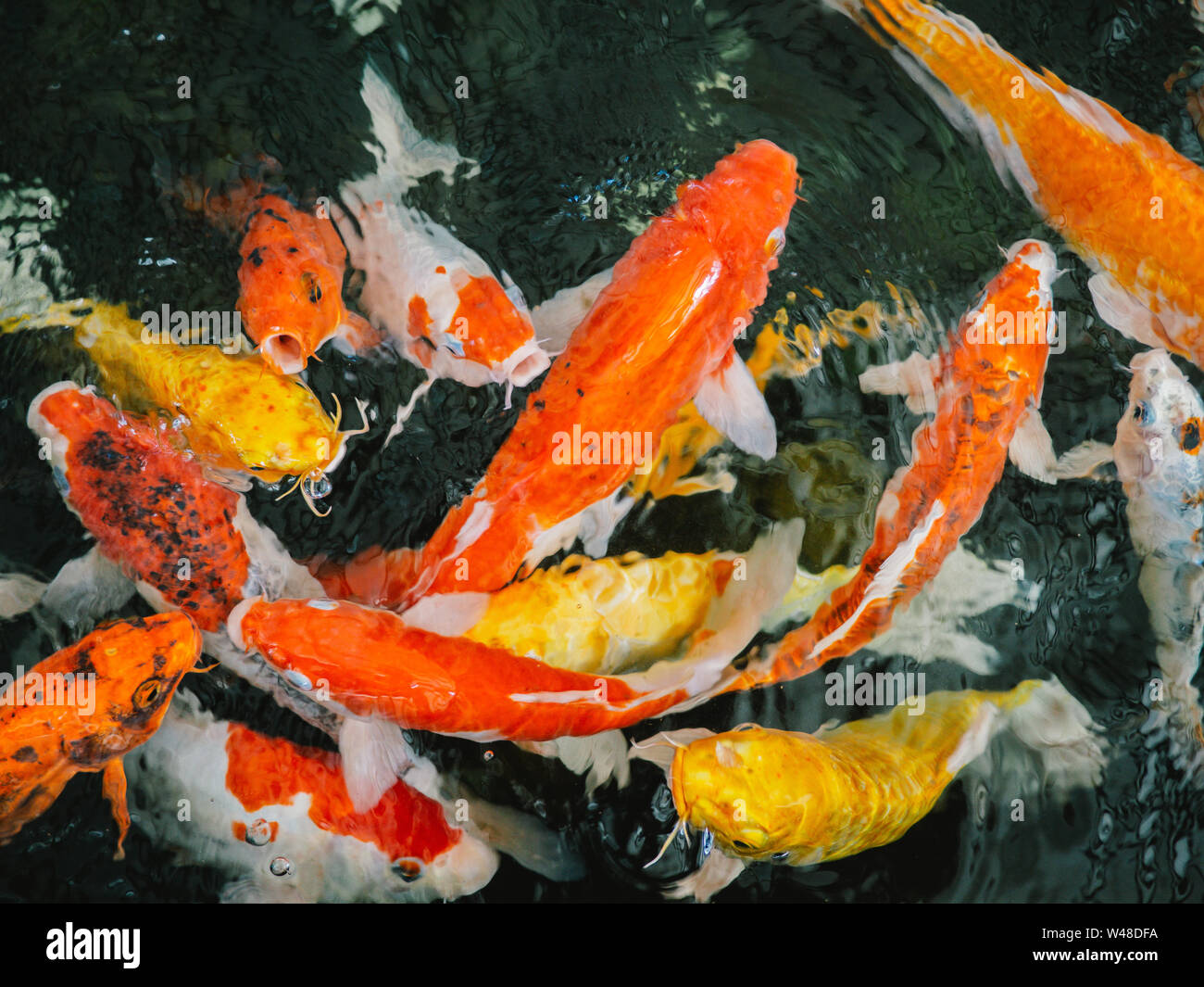 Red Carp High Resolution Stock Photography and Images - Alamy