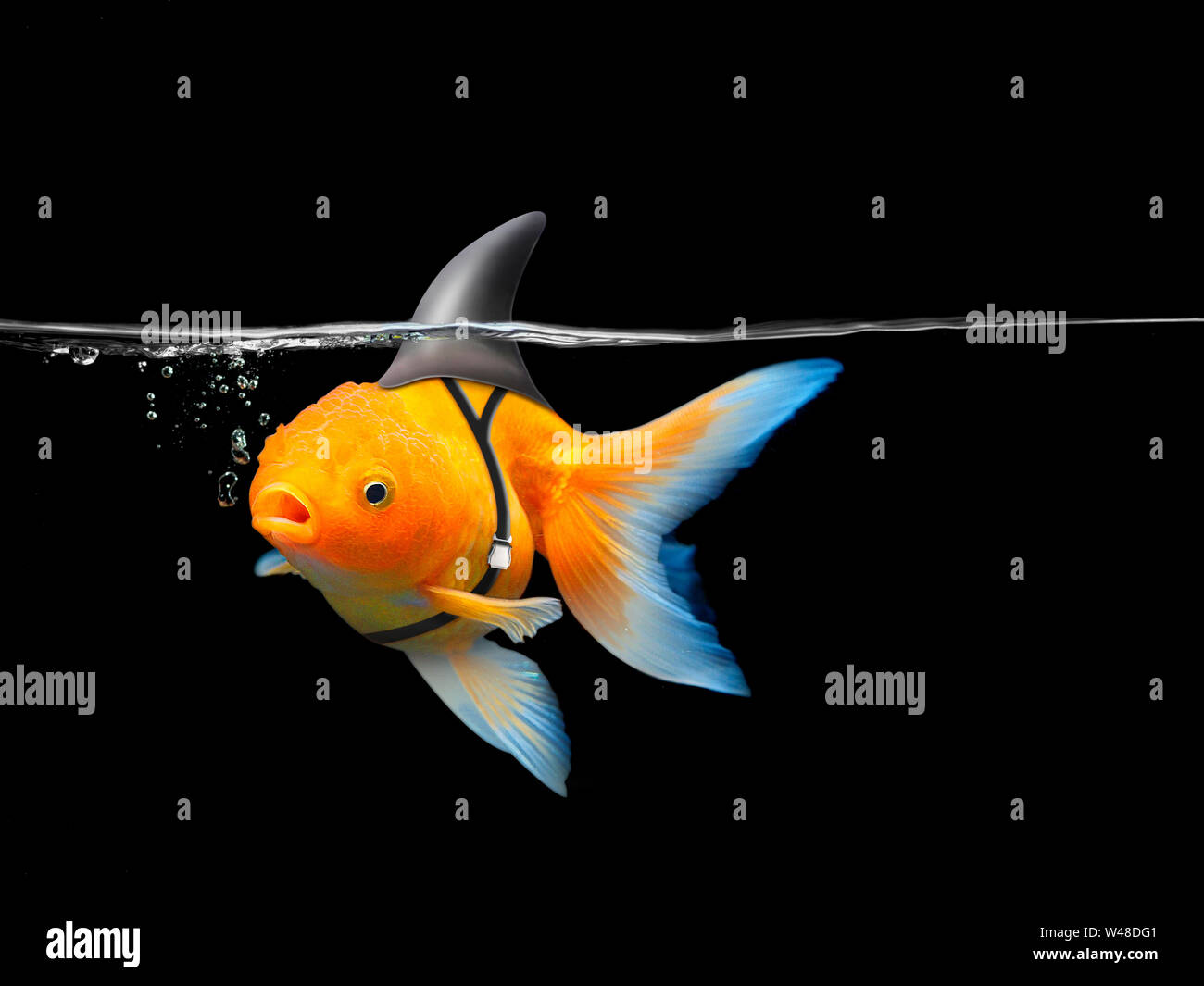 Goldfish with shark fin swim in black water, Gold fish with shark flip ...