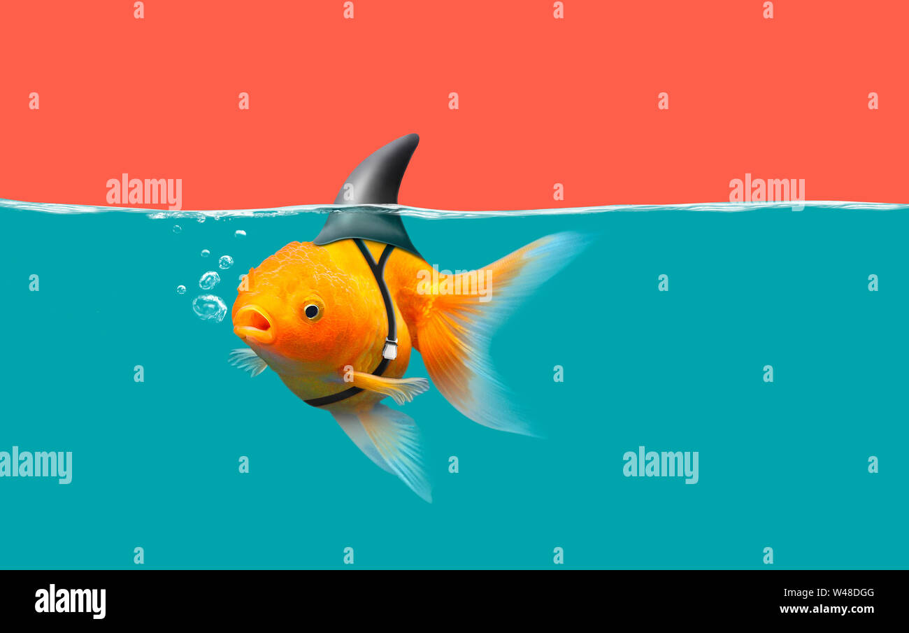 Goldfish with shark fin swim in green water and red sky, Gold fish with ...