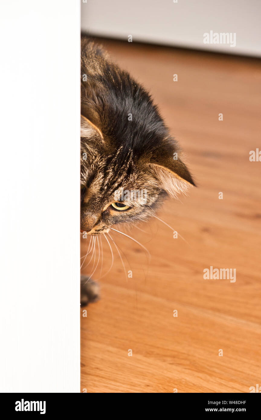 Peeking from behind a wall hi-res stock photography and images - Alamy
