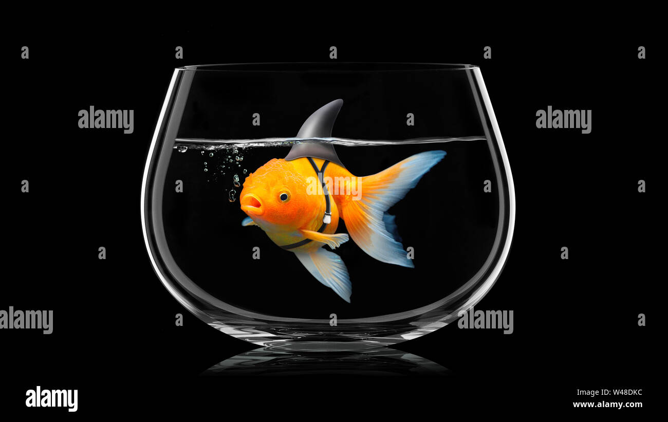 Goldfish with shark fin swim in fish bowl, Gold fish in black water ...
