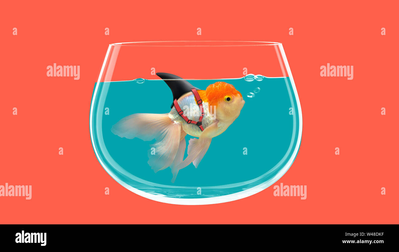 Goldfish with shark fin swim in fish bowl, Gold fish in water. Mixed ...