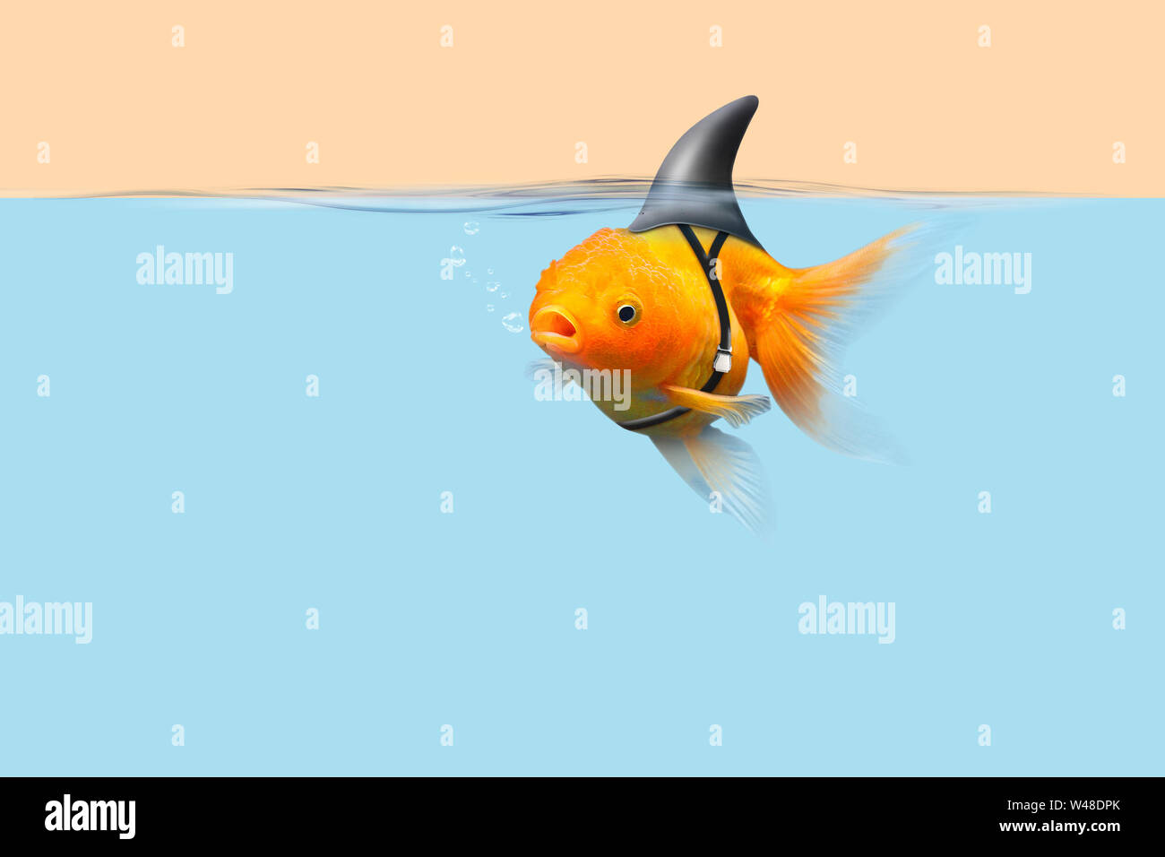 Goldfish with shark fin swim in blue water and cream sky, Gold fish ...