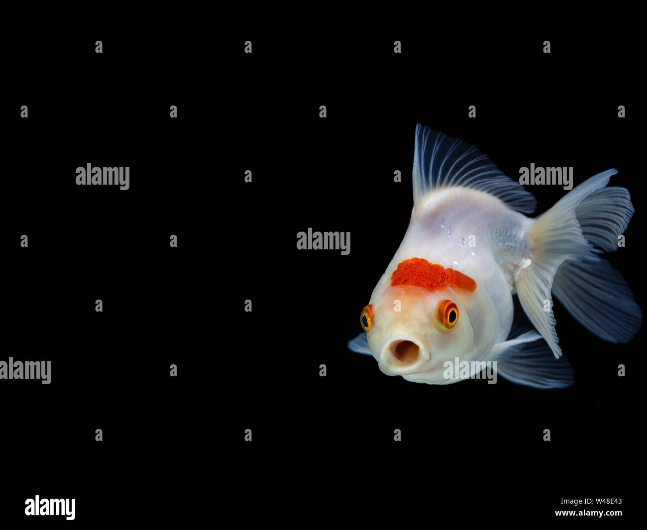 Goldfish swimming on black background ,Gold fish,Decorative aquarium ...