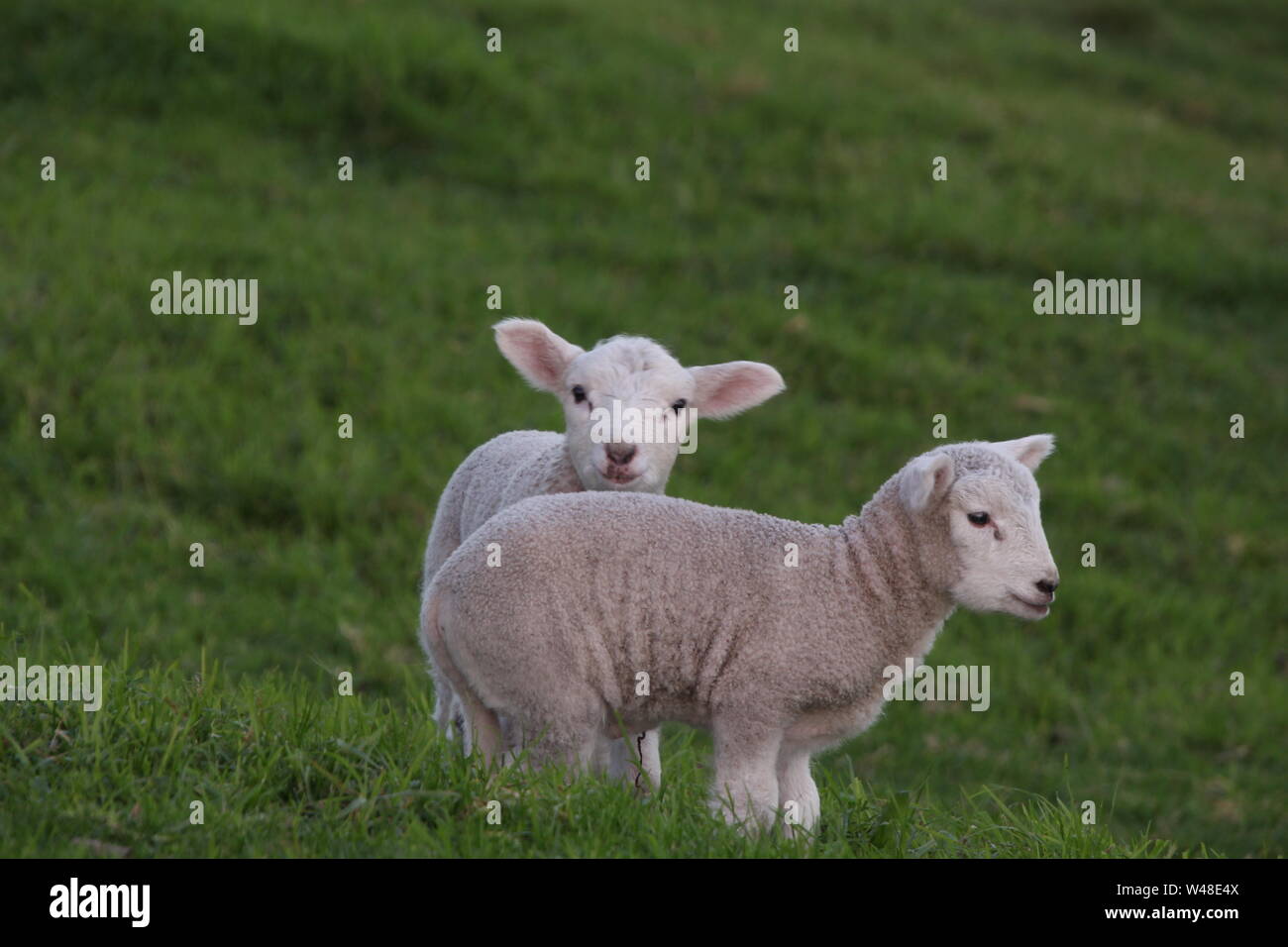 Sheep new born twins hi-res stock photography and images - Alamy