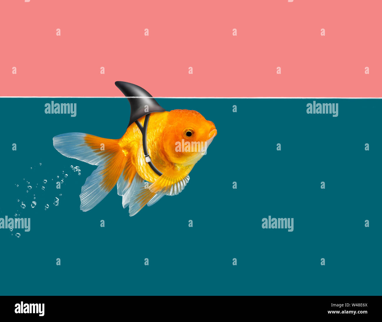 Goldfish with shark fin swimming in green water and pink sky background ...