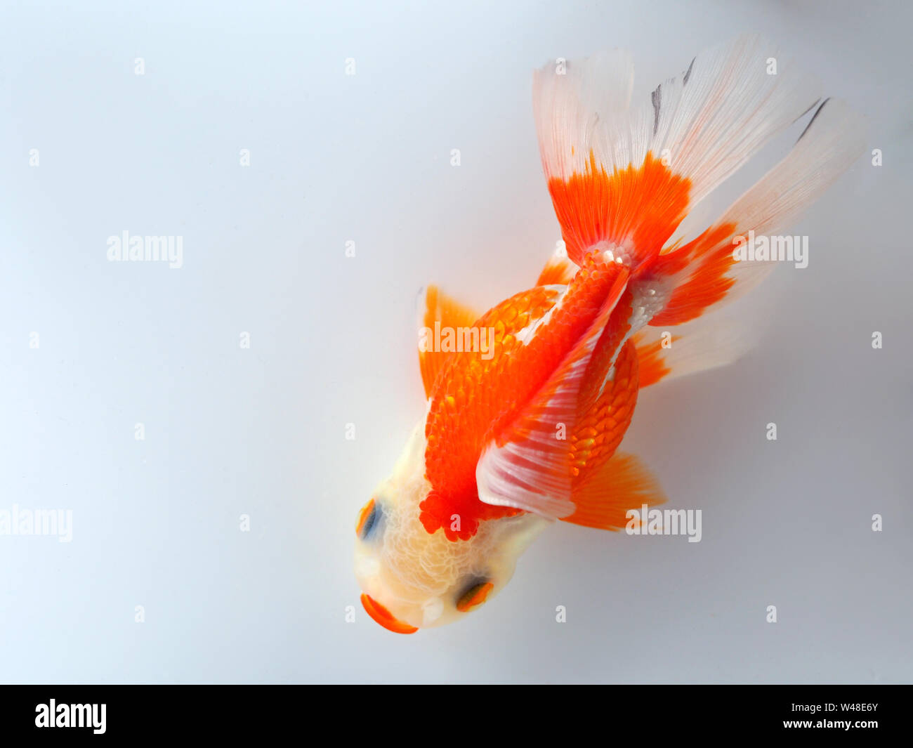 Goldfish swimming on white background. Top view Stock Photo - Alamy