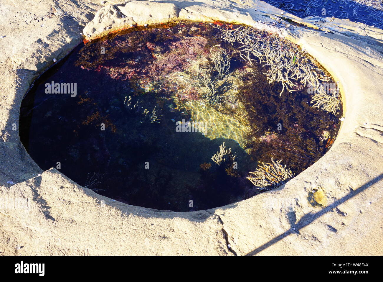 Bellambi Point rock pools Stock Photo - Alamy