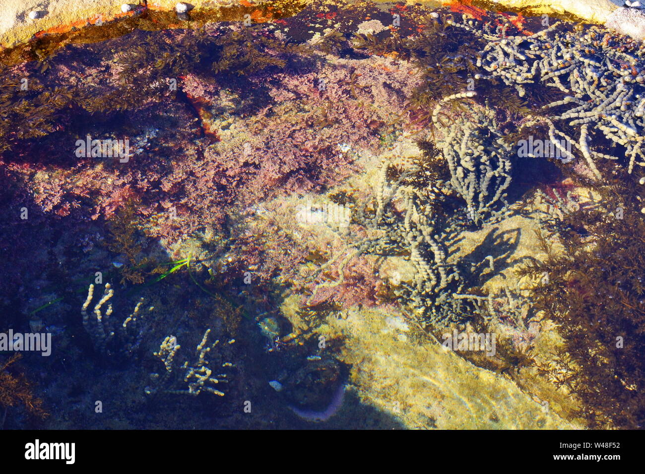 Bellambi Point rock pools Stock Photo - Alamy