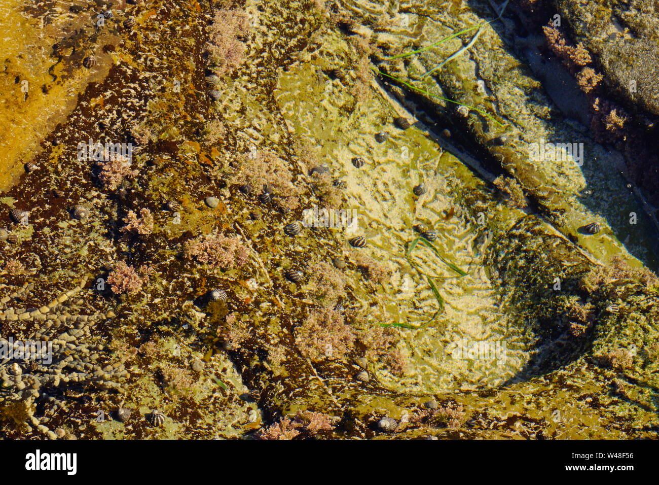 Bellambi Point rock pools Stock Photo - Alamy