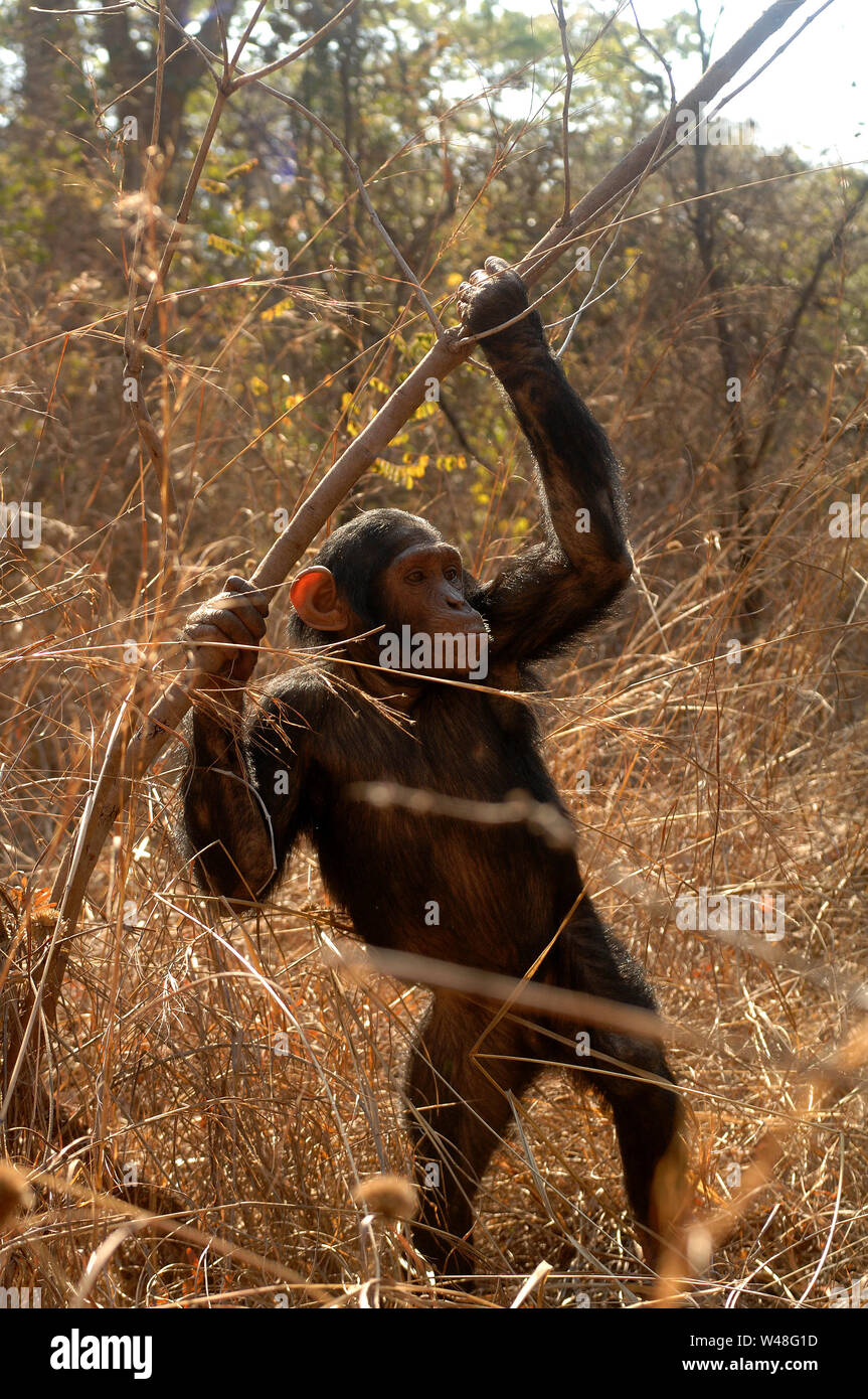Chimpanzee, Pan troglodytes, Chimfunshi, Zambia Stock Photo - Alamy