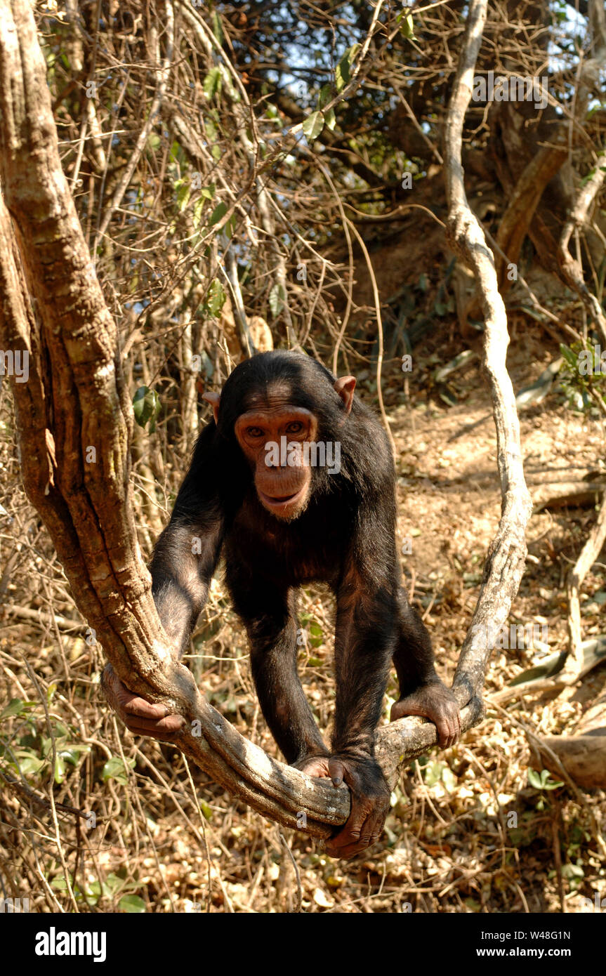 Chimpanzee, Pan troglodytes, Chimfunshi, Zambia Stock Photo - Alamy