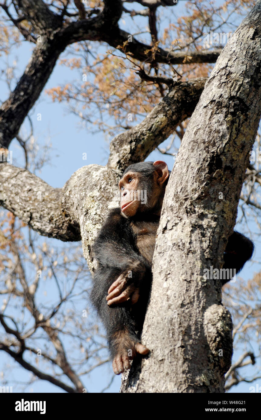 Chimpanzee, Pan troglodytes, Chimfunshi, Zambia Stock Photo - Alamy