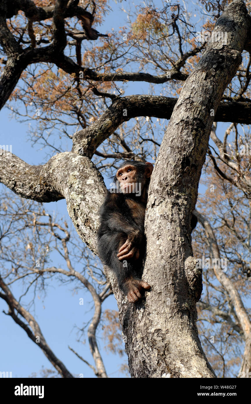Chimpanzee, Pan troglodytes, Chimfunshi, Zambia Stock Photo - Alamy