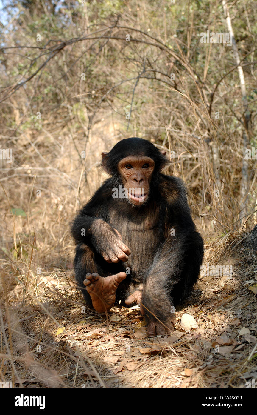 Chimpanzee, Pan troglodytes, Chimfunshi, Zambia Stock Photo - Alamy