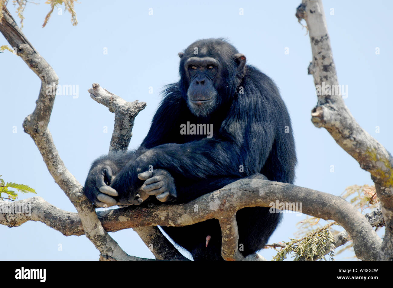 Chimpanzee, Pan troglodytes, Chimfunshi, Zambia Stock Photo - Alamy
