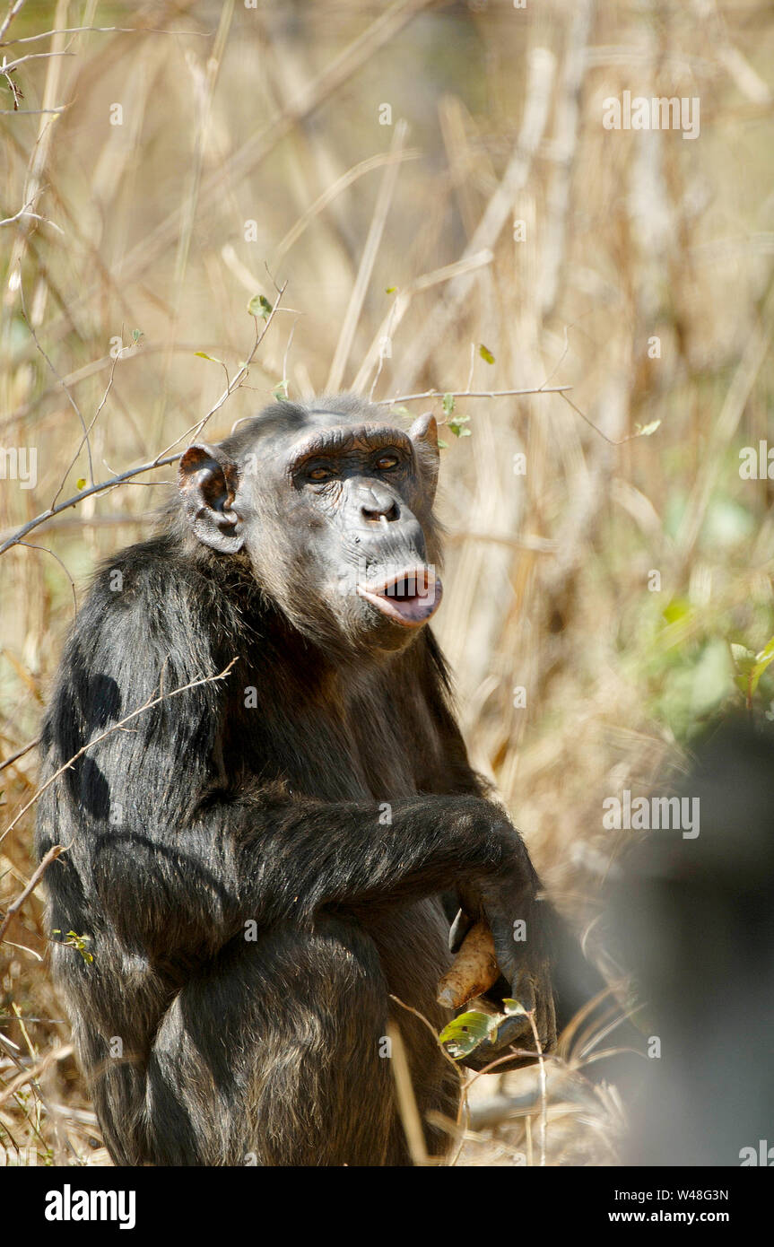 Chimpanzee, Pan troglodytes, Chimfunshi, Zambia Stock Photo - Alamy