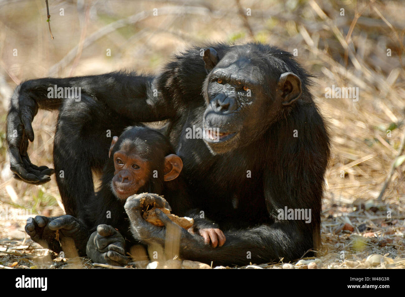 Chimpanzee, Pan troglodytes, Chimfunshi, Zambia Stock Photo - Alamy