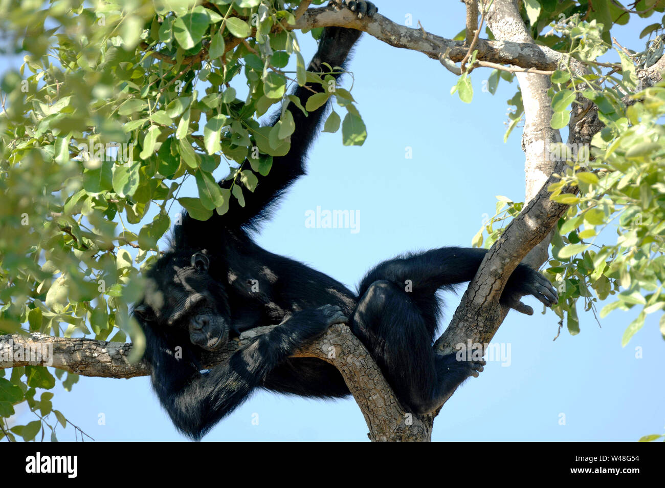 Chimpanzee, Pan troglodytes, Chimfunshi, Zambia Stock Photo - Alamy