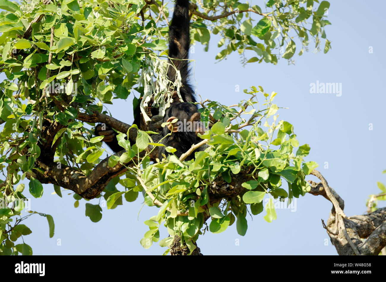 Chimpanzee, Pan troglodytes, Chimfunshi, Zambia Stock Photo - Alamy