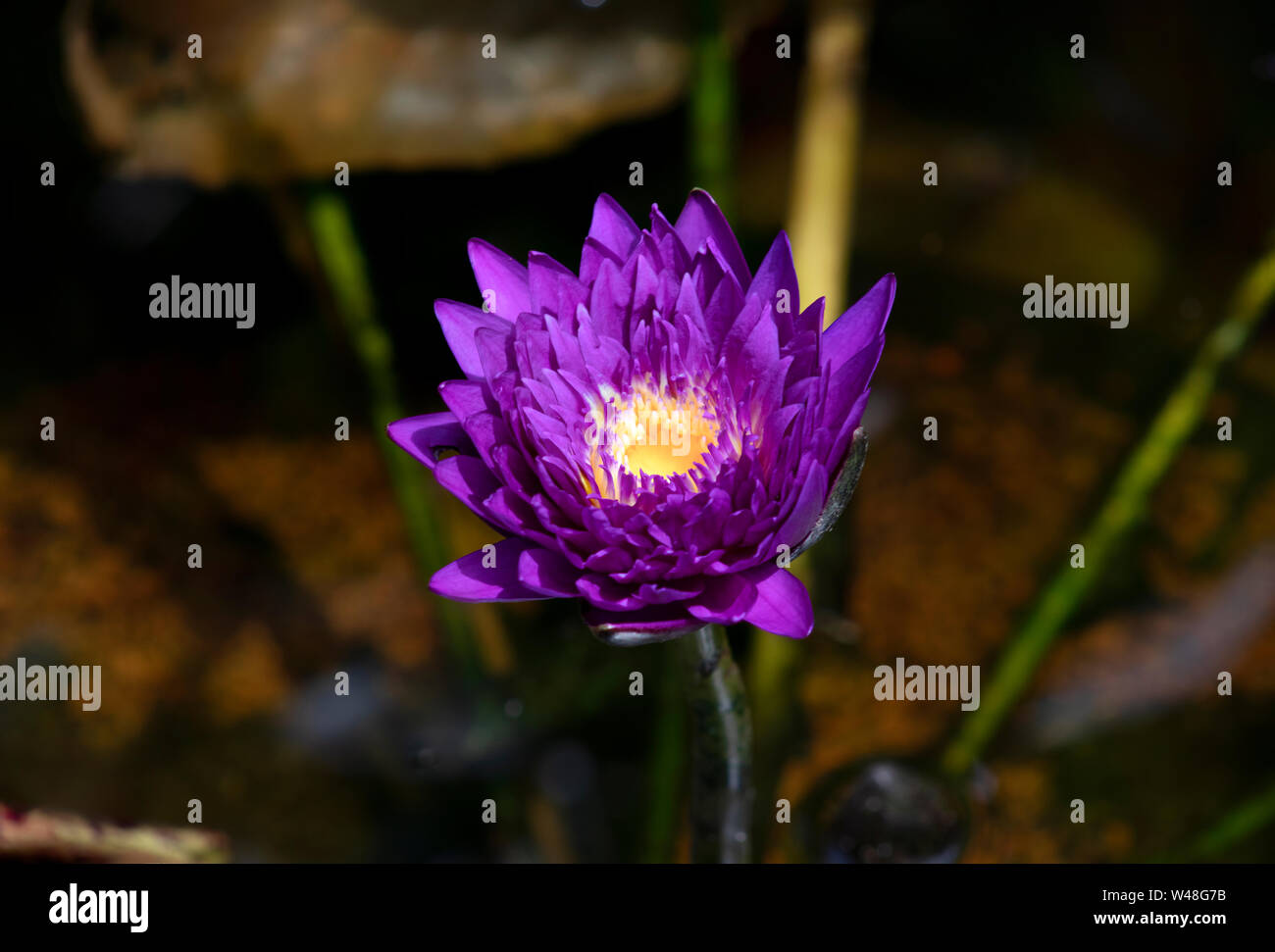 Sacred lotus or Indian lotus, the longevity of its seeds is famous ...