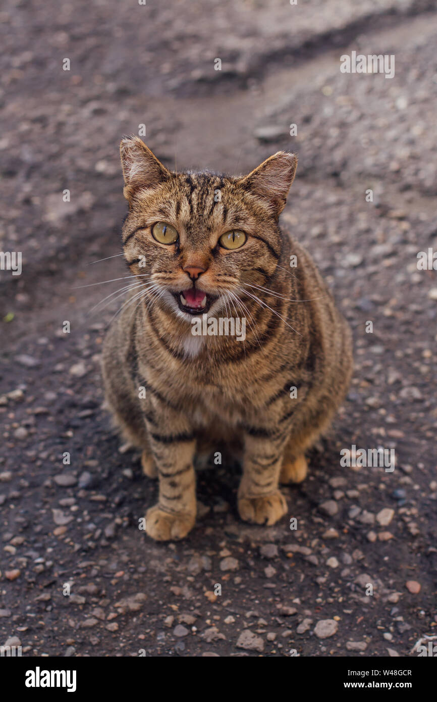 Homeless cat sitting on the street of a city waiting for a food Stock ...